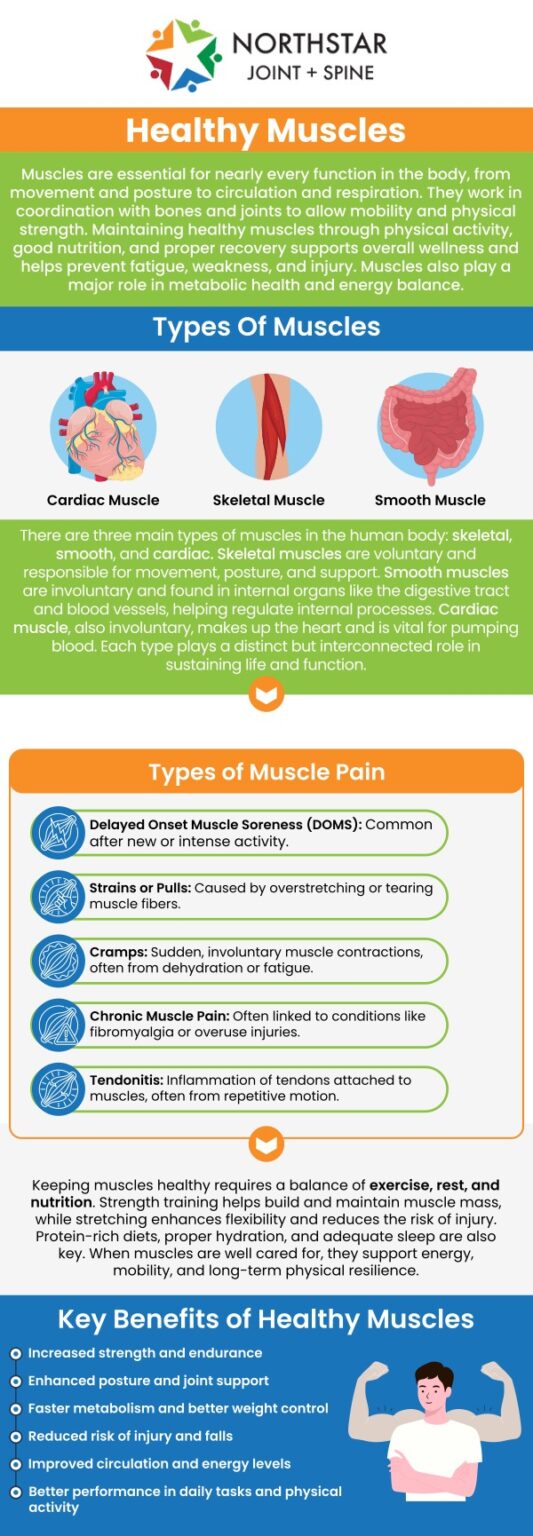 Importance of Muscles in the Body | Northstar Joint And Spine